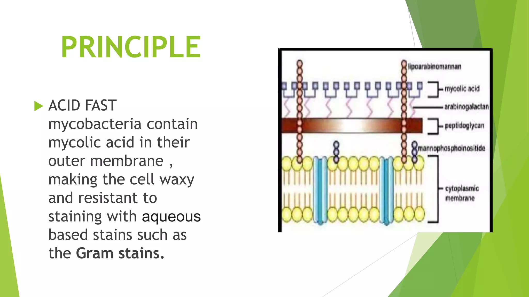 Ziehl Neelsen staining | PPT