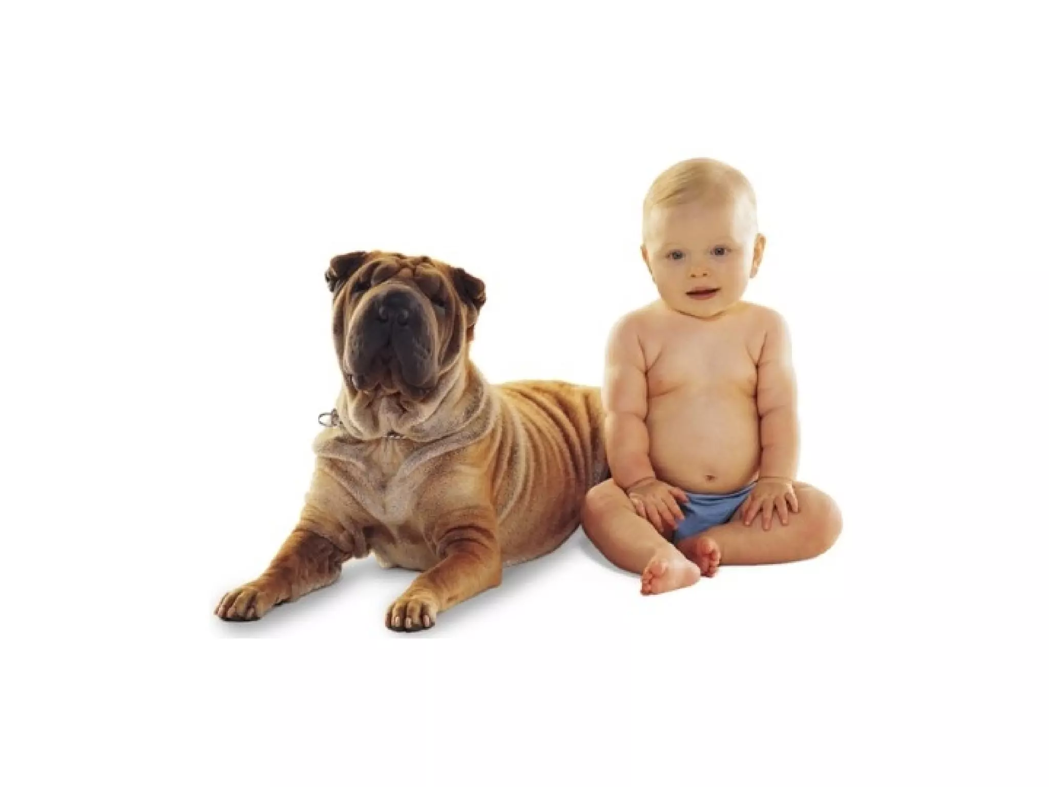 Zo Baas Zo Hond | PPS | Dogs | Pets