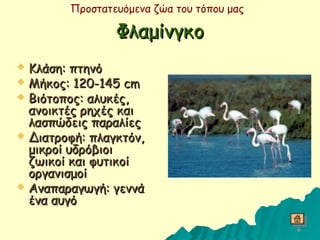 Προστατευόμενα ζώα της Κύπρου | PPT