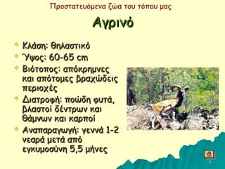 Προστατευόμενα ζώα της Κύπρου | PPT