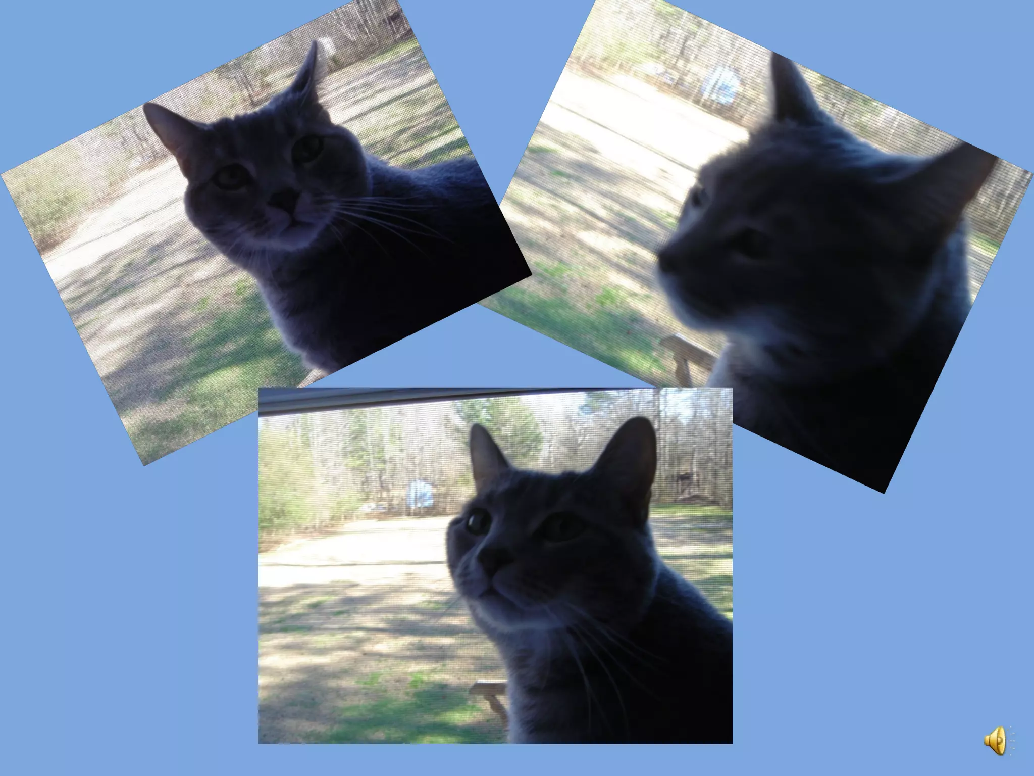 Mi familia - Novice Spanish | PPT