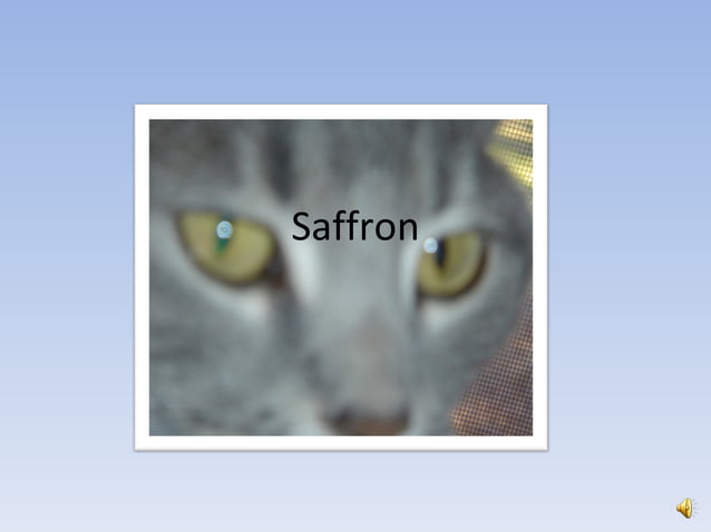 Mi familia - Novice Spanish | PPT