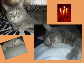 Mi familia - Novice Spanish | PPT