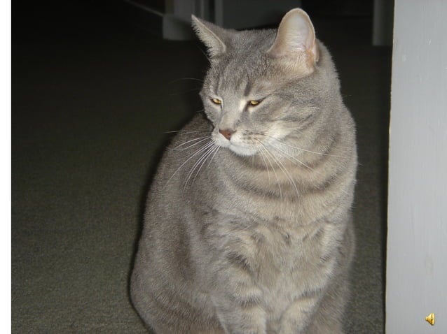 Mi familia - Novice Spanish | PPT