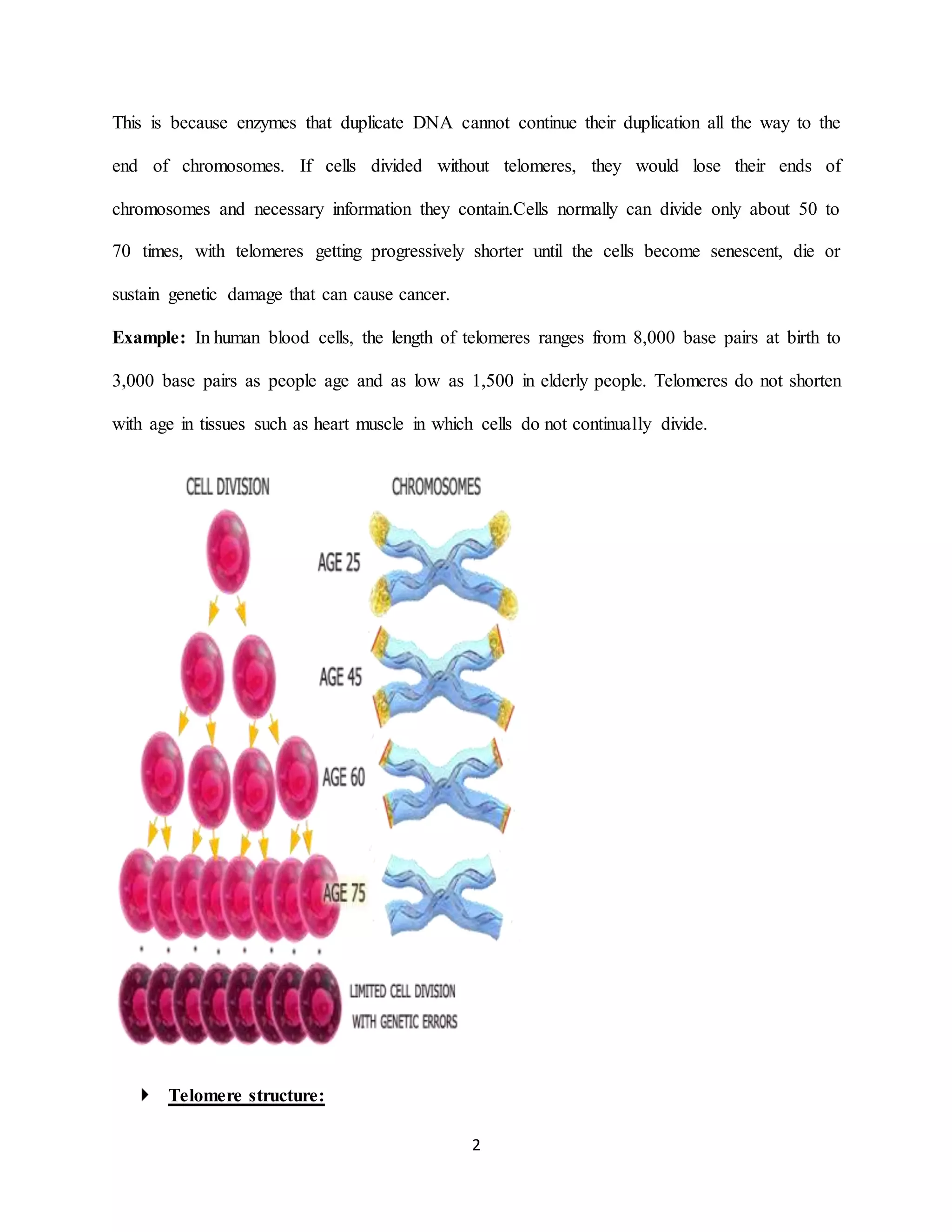 Telomere, Functions & Role in Aging & Cancer | DOCX