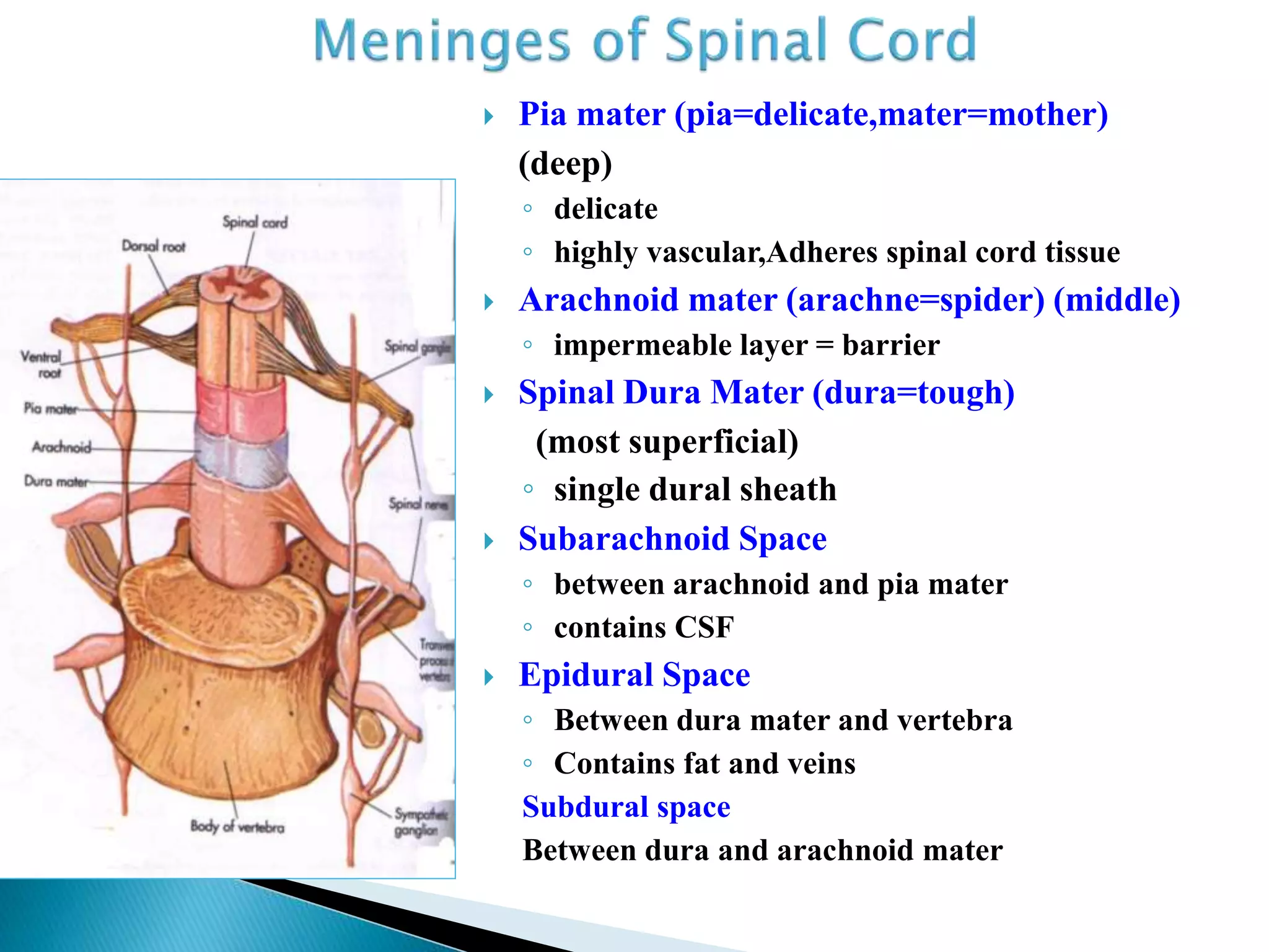 spinal cord | PPTX