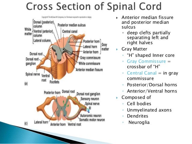 spinal cord