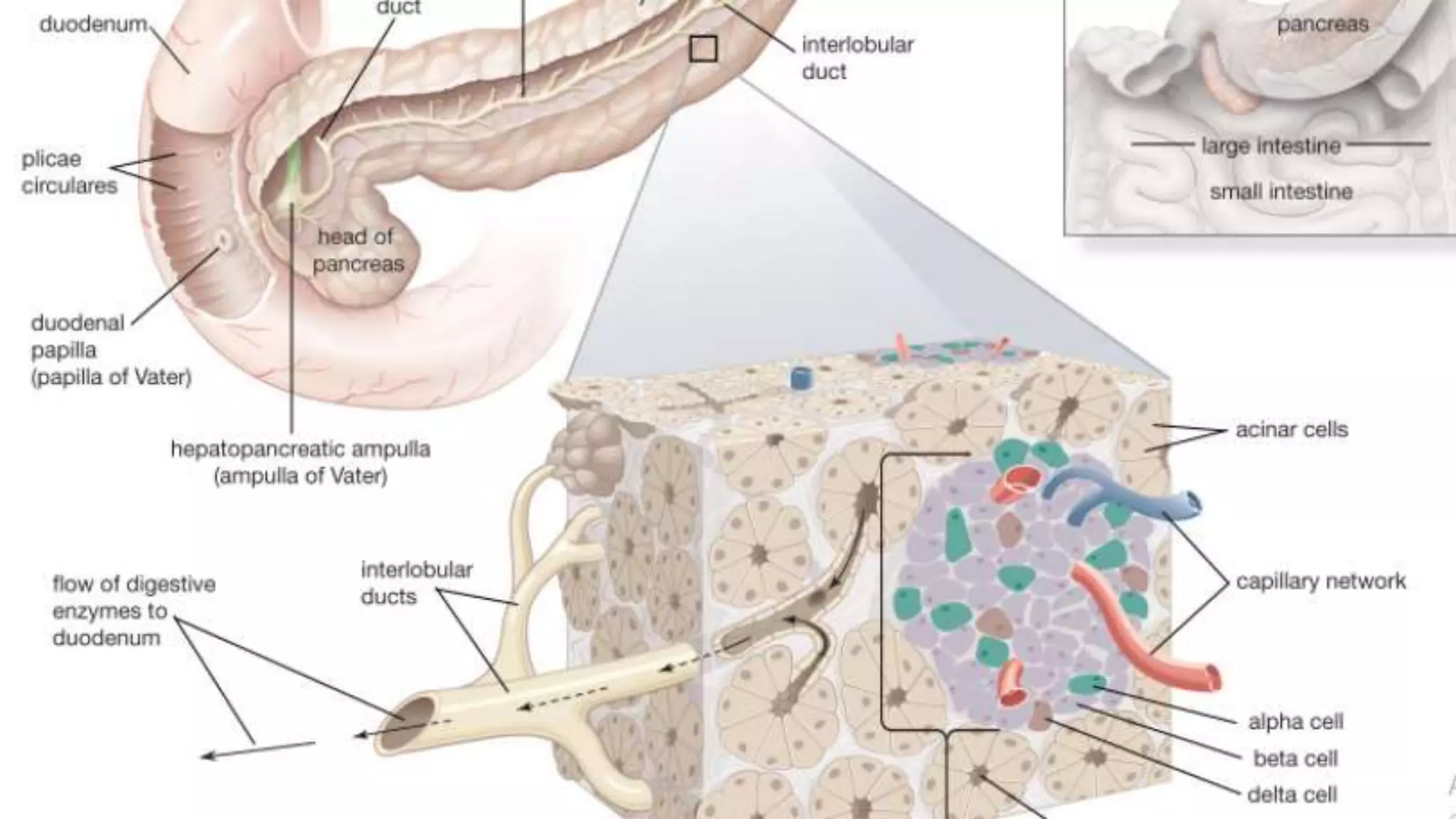 Zollinger ellison syndrome