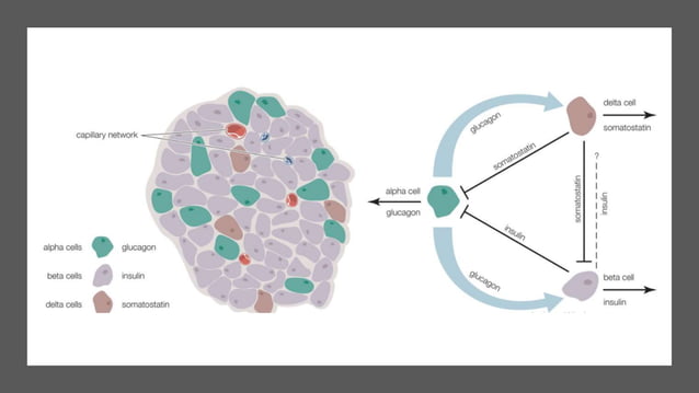 Zollinger ellison syndrome | PPTX | Endocrine and Metabolic Diseases ...