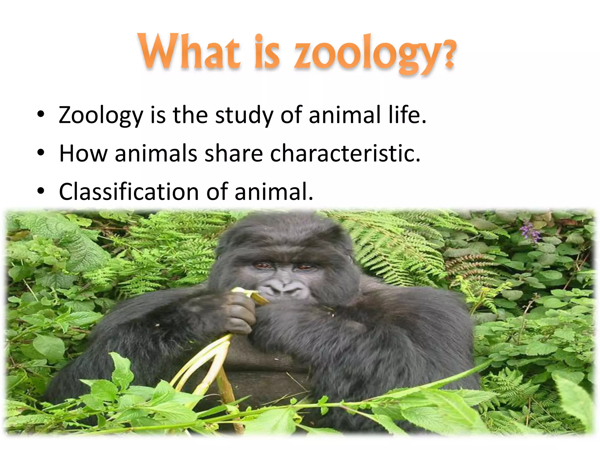 a simple presentation about Zoology | PPT