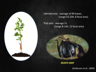 Zombie ant -- | PPTX