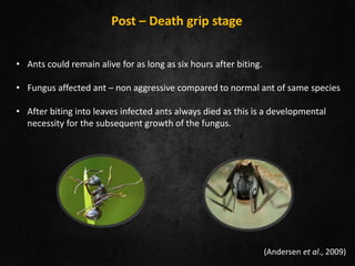 Zombie ant -- | PPTX