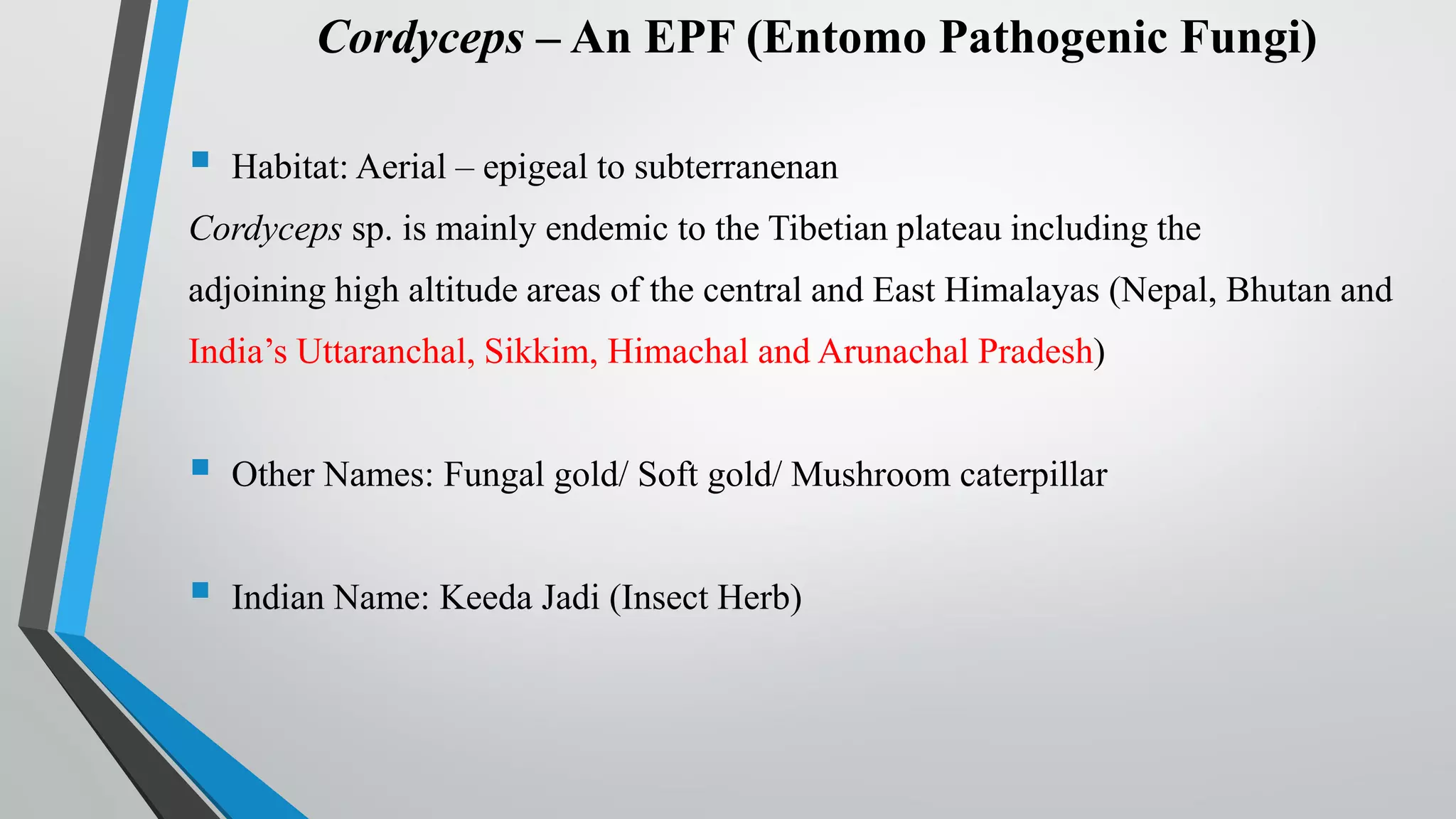 'HIMALAYAN GOLD'- A ZOMBIE FUNGI | PDF