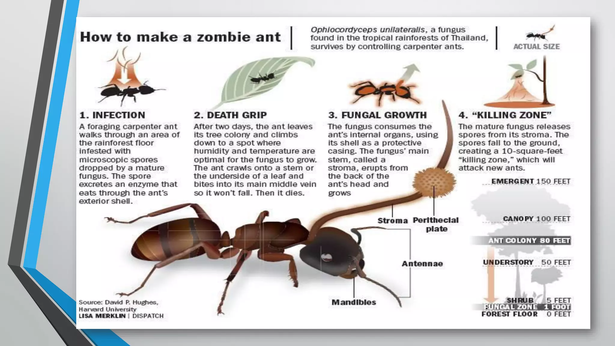 'HIMALAYAN GOLD'- A ZOMBIE FUNGI | PDF