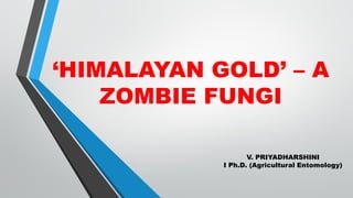 'HIMALAYAN GOLD'- A ZOMBIE FUNGI | PDF