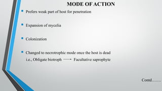 'HIMALAYAN GOLD'- A ZOMBIE FUNGI | PDF