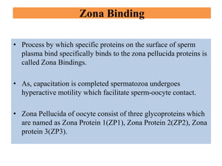 Zona binding & Polyspermy block.pptx