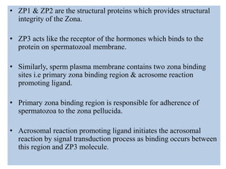 Zona binding & Polyspermy block.pptx