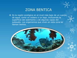 Zona béntica | PPTX