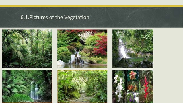 equatorial climate | PPT