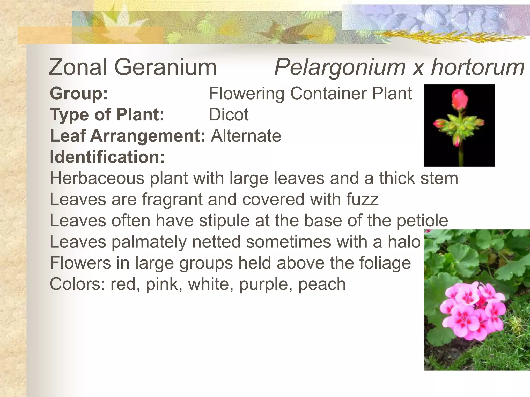 Zonal Geranium Show | PPTX