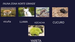 Zona Norte de Chile ,describe la flora y la fauna . | PPTX
