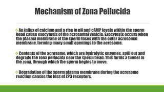 Zona pellucida | PPTX