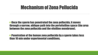 Zona pellucida | PPTX