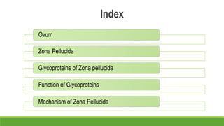 Zona pellucida | PPTX
