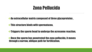 Zona pellucida | PPTX