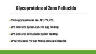 Zona pellucida | PPTX