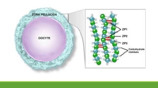 Zona pellucida | PPTX
