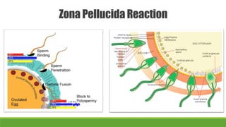 Zona Pellucida