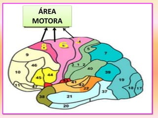 Zonas cerebro por Catherine Cardenas | PPTX