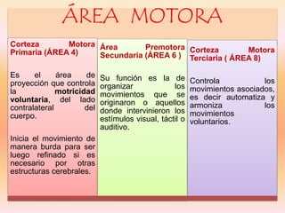 Zonas cerebro por Catherine Cardenas | PPTX