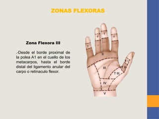 Zonas Flexoras y Extensoras de la Mano.pptx