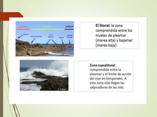 Zonas litorales | PPTX | Geography | Science