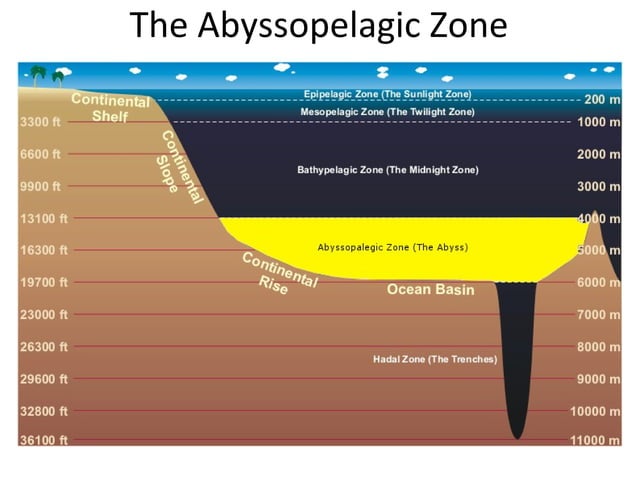 Zonation in the ocean powerpoint | PPT