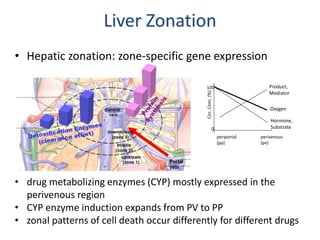 Computational Modeling and Simulation of Liver as a Complex System | PPT