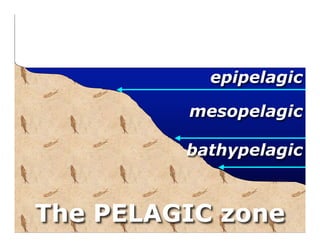 Oceanic Zones And Trophic Levels | PPT