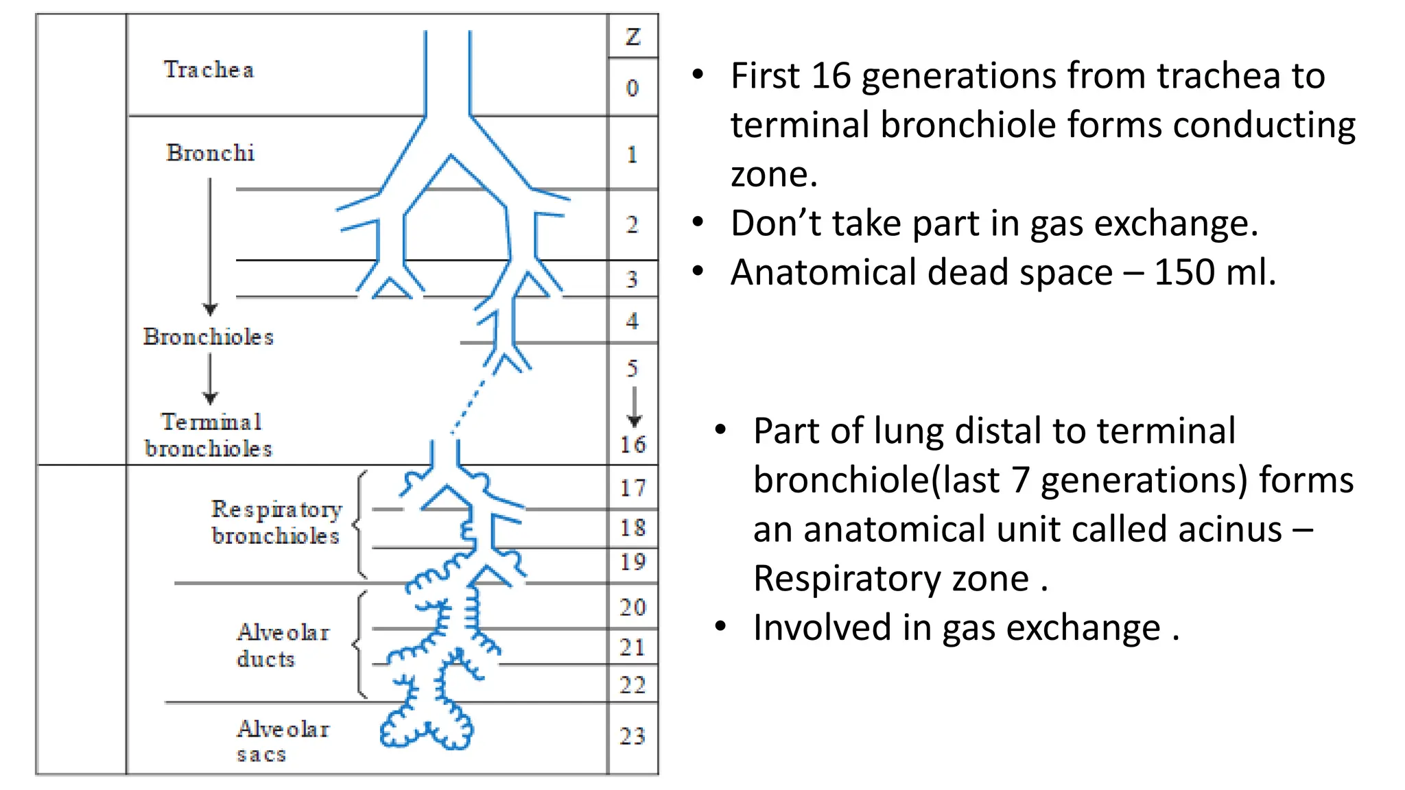 ZONES OF LUNG AND VENTILATION PERFUSION.pptx