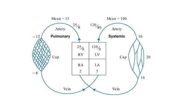 ZONES OF LUNG AND VENTILATION PERFUSION.pptx | Lung and Respiratory ...