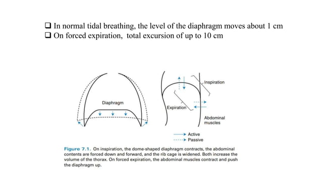 ZONES OF LUNG AND VENTILATION PERFUSION.pptx | Lung and Respiratory ...