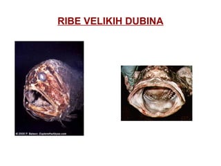 Zoniranje morskih ekosistema | PPT