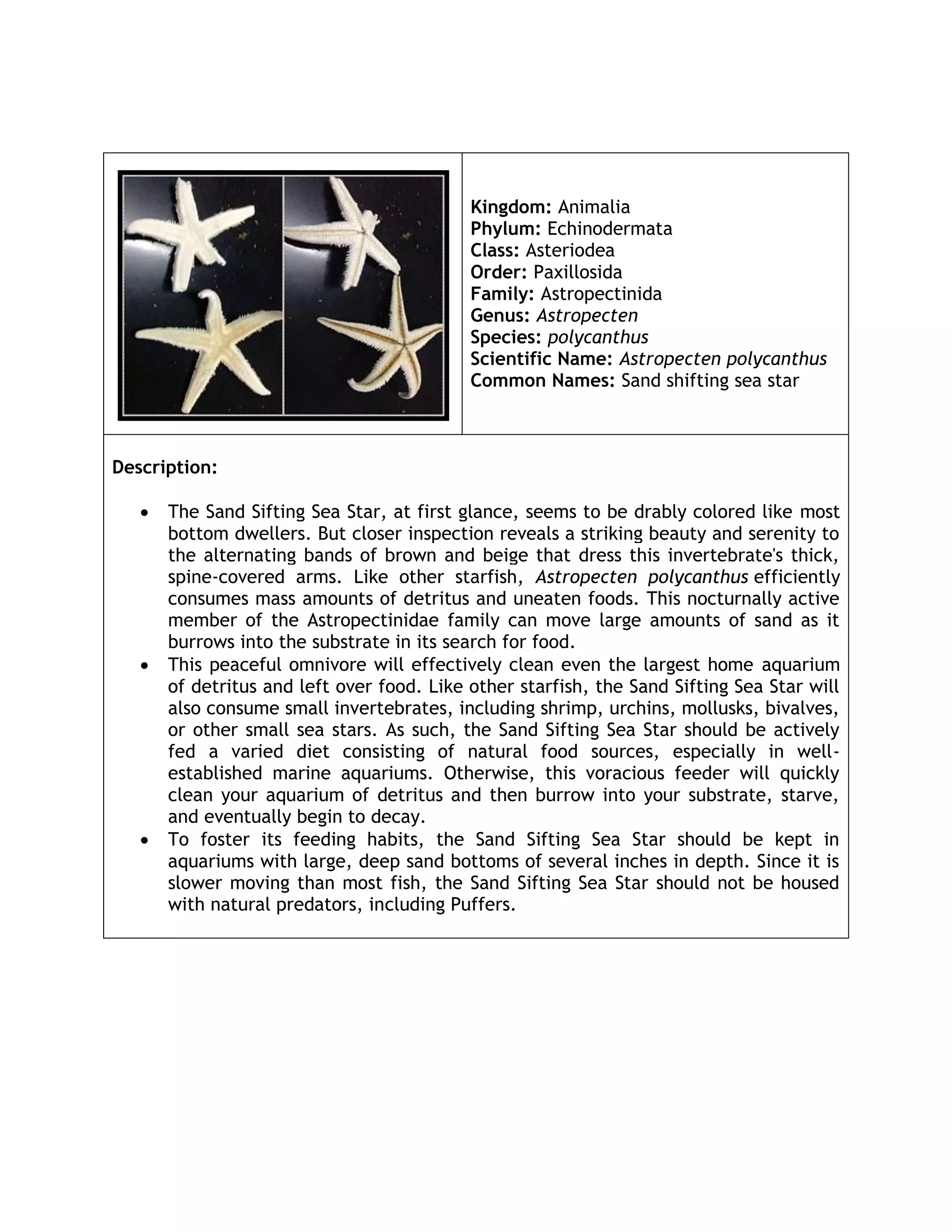 General Zoology Lab - Activity 9 Echinodermata | DOCX