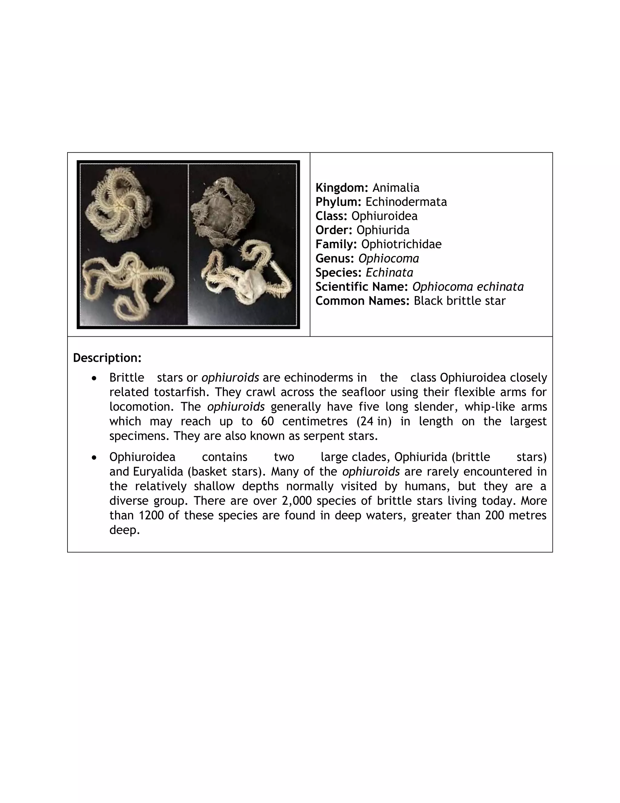 General Zoology Lab - Activity 9 Echinodermata | DOCX