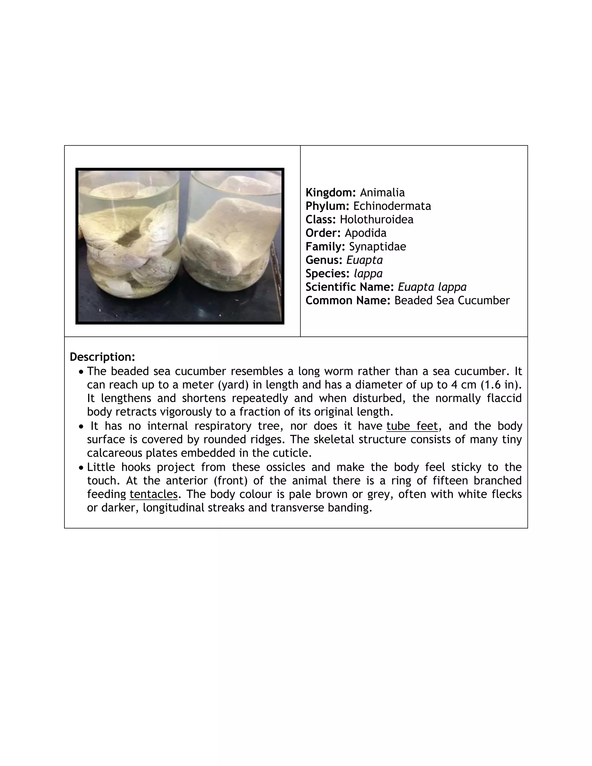 General Zoology Lab - Activity 9 Echinodermata | DOCX