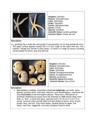 General Zoology Lab - Activity 9 Echinodermata | DOCX