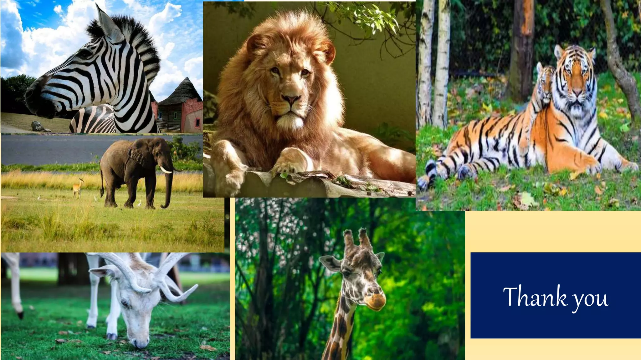 Zoo.presentation1 | PPTX