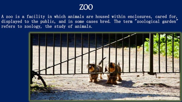 Zoo.presentation1 | PPTX | Large Animals | Pets